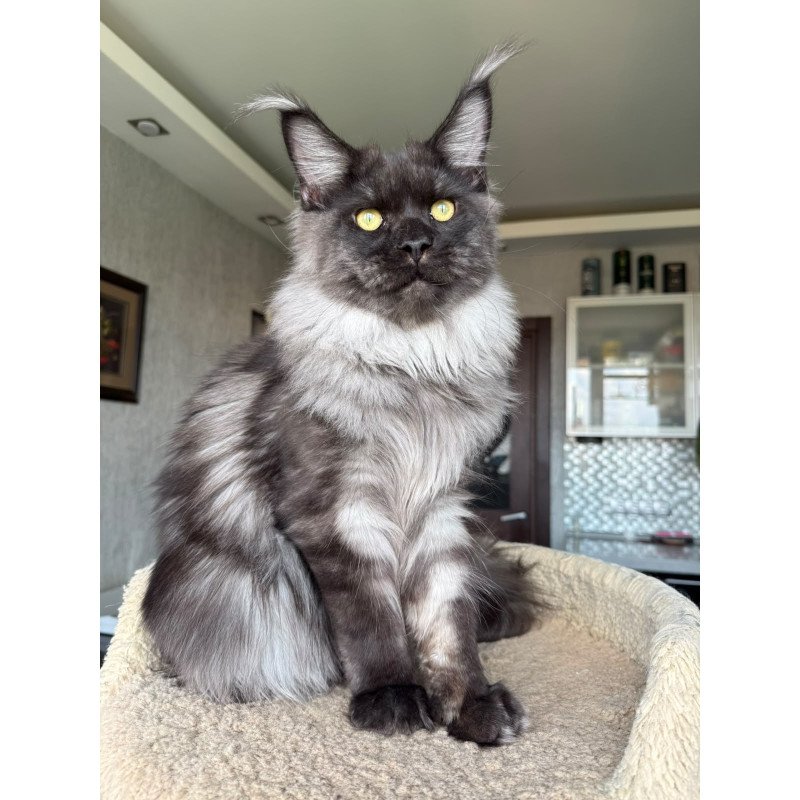 Maine Coon A Triumph Kitten - Photos, Price & Info | CatsDogs