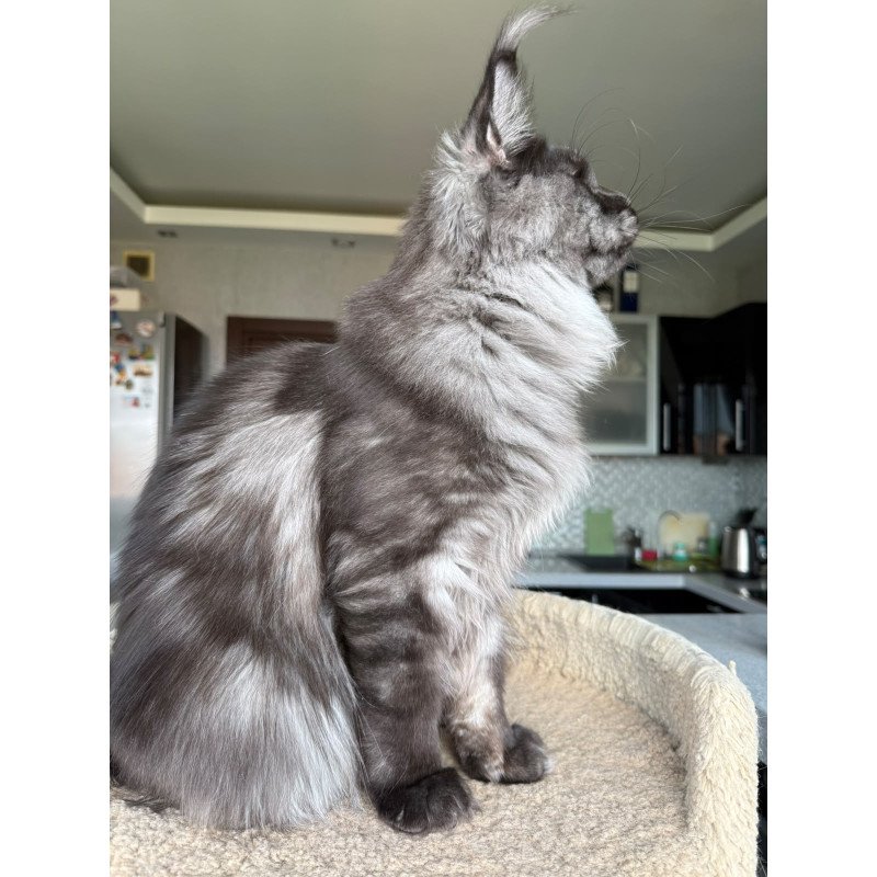Maine Coon A Triumph Kitten - Photos, Price & Info | CatsDogs