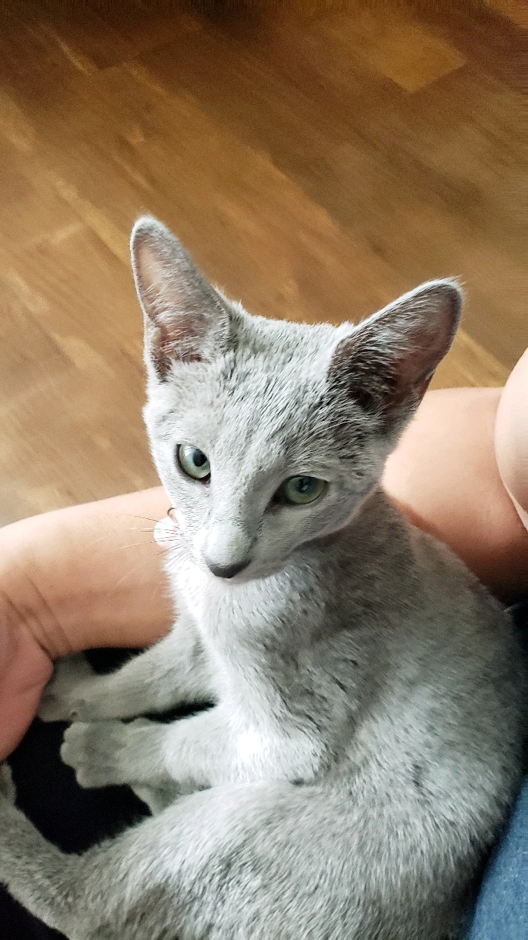 Birma Kittens For Sale – Adopt Your Perfect Companion