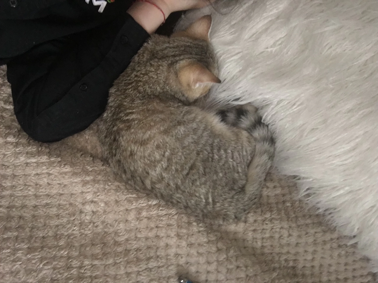 Birma Kittens For Sale – Adopt Your Perfect Companion
