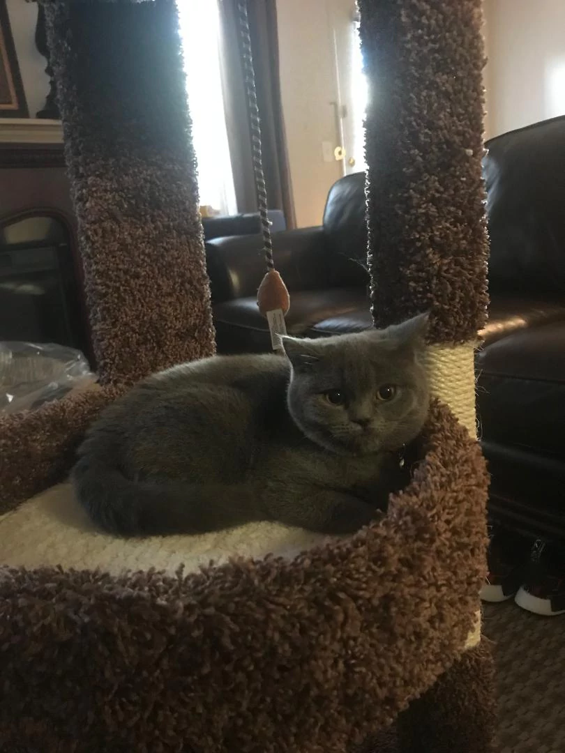 Birma Kittens For Sale – Adopt Your Perfect Companion